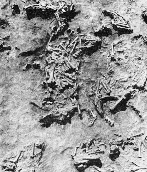 Tiny cut marks on animal bone fossils reveal that human ancestors were ...