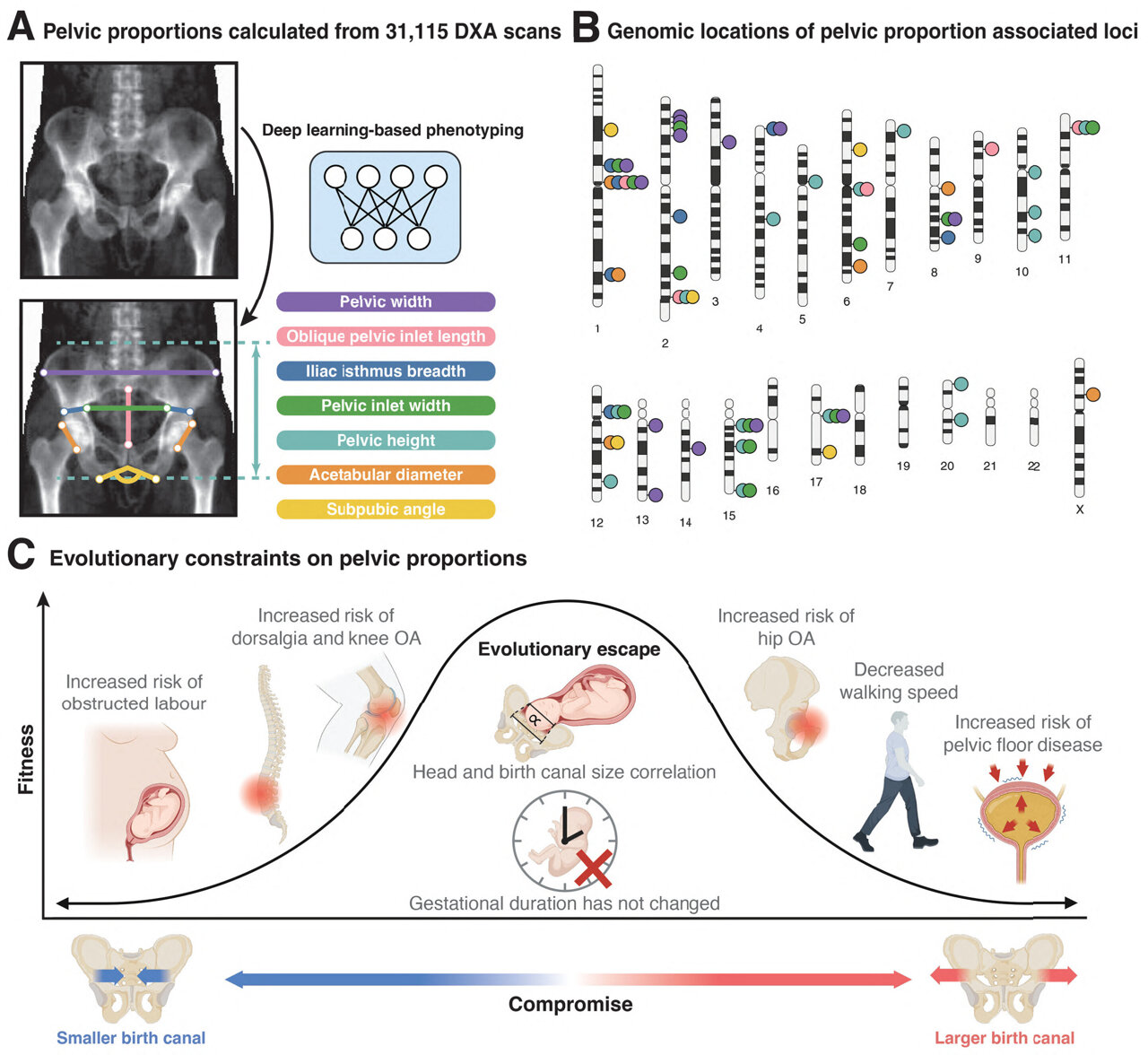 The obstetrical dilemma: Large-scale study explores evolutionary trade ...