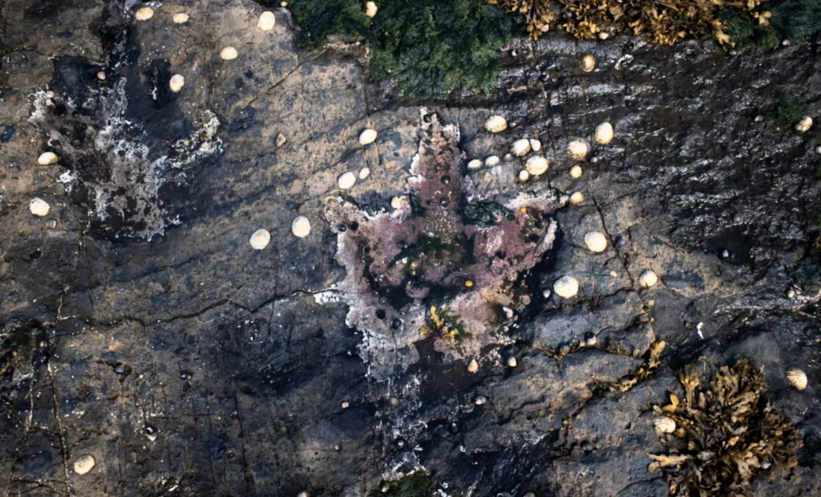 167-Million-Year-Old Massive Footprints Discovered in Scotland Set the ...