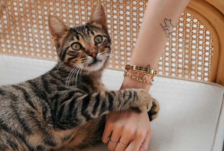 20 Cat-Approved Habits That Strengthen Your Relationship