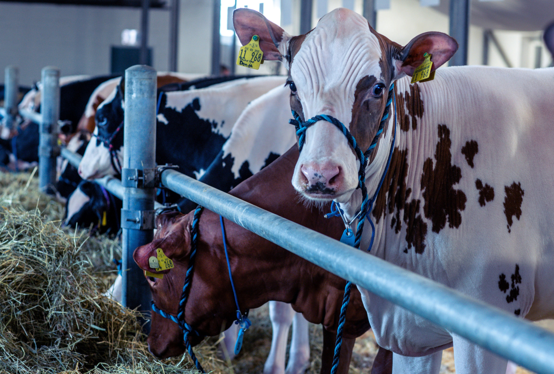Understanding how cows communicate through sounds and behavior