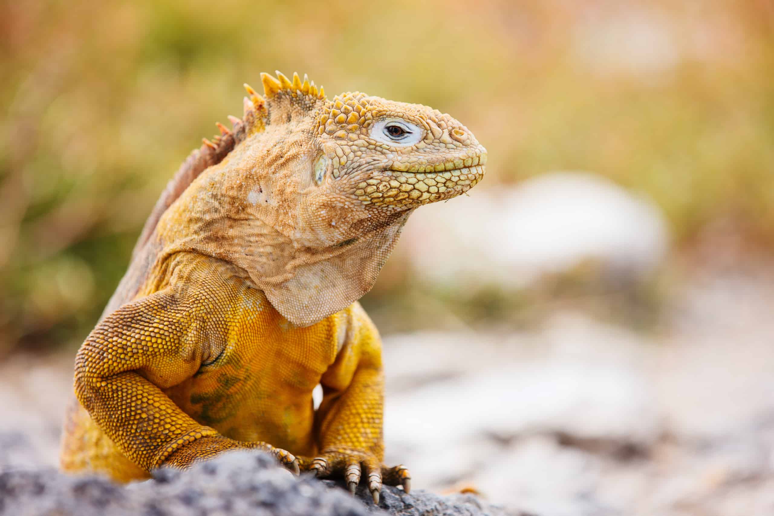 300 Pound Monsters: Meet Earth’s Largest Lizards