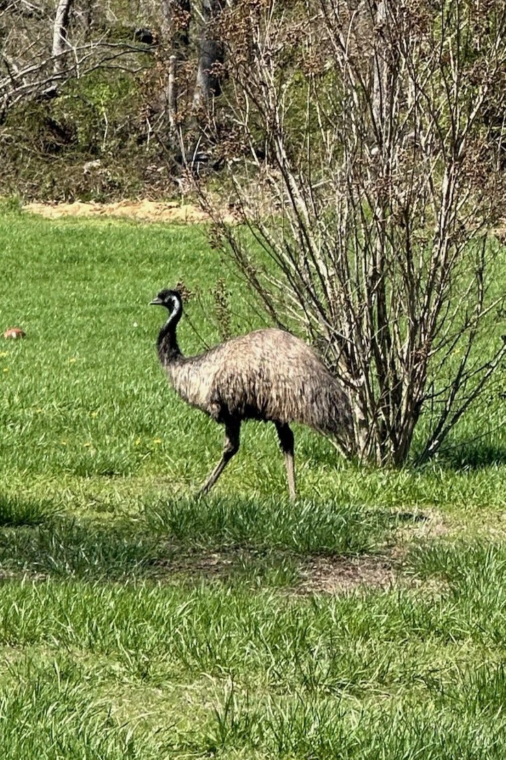 Emu spotted in Salisbury may still be on the loose, now in Delaware ...