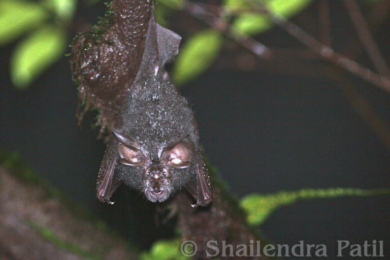 New bat detection system in India promises more efficient data collection