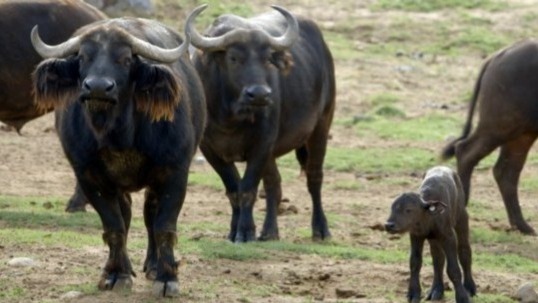 The Males of This Specific Animal Can Weigh More Than 2,000 Pounds