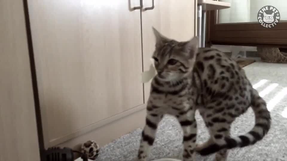 Caturday Saturday Cats Video Compilation