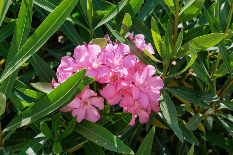 Experts Share 9 Poisonous Flowers That Could Be in Your Backyard