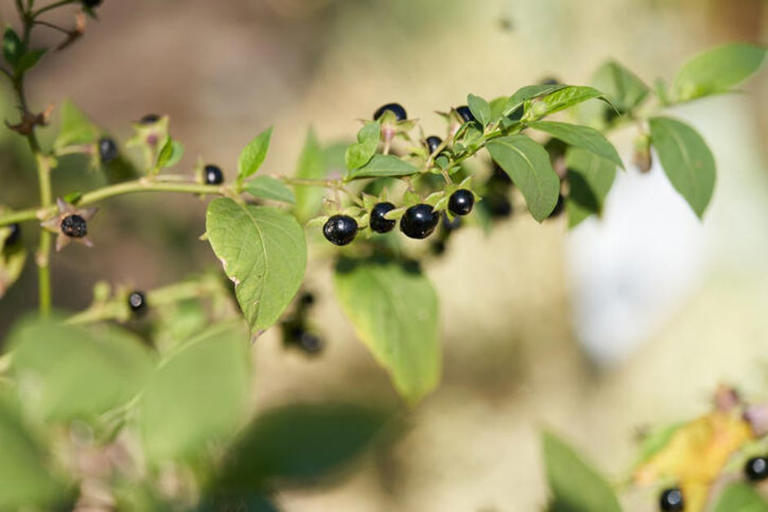 Gardeners Beware: Experts Warn These 9 Poisonous Flowers Might Be in Your Backyard