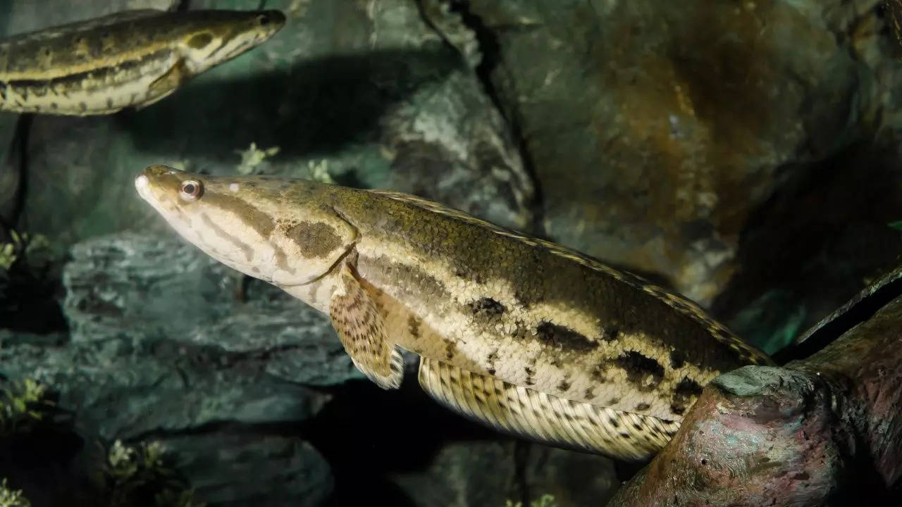 This creepy fish is invading US rivers — and experts are advising ...