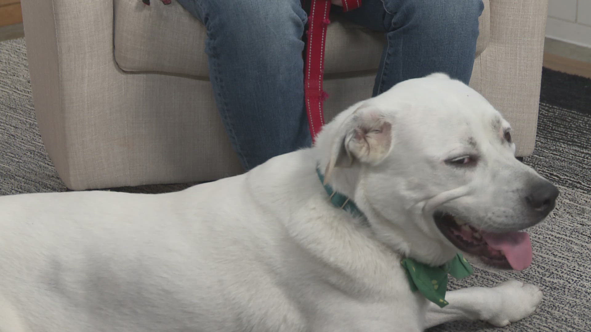 Meet Fort, a dog available to adopt from the Austin Humane Society ...