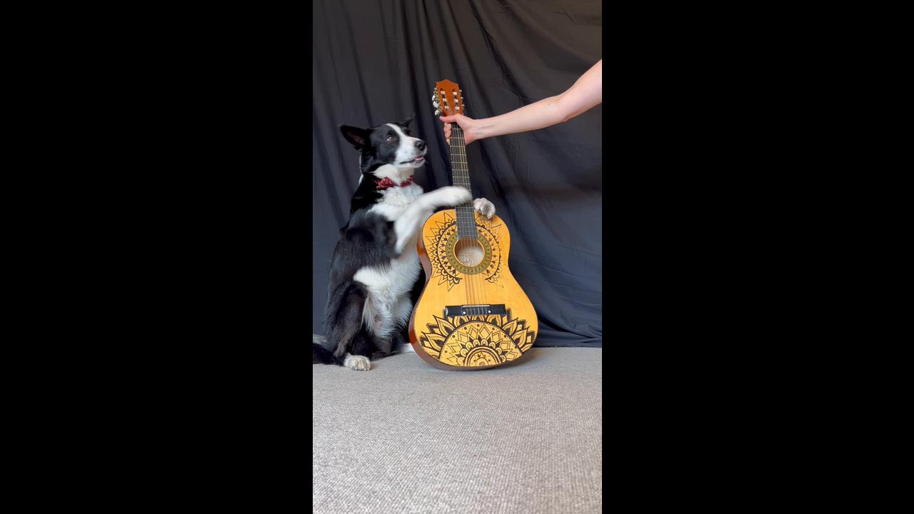 Border Collie Plays Guitar
