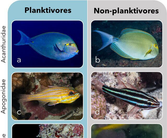 Amazing diversity of shapes found among plankton-feeding fishes