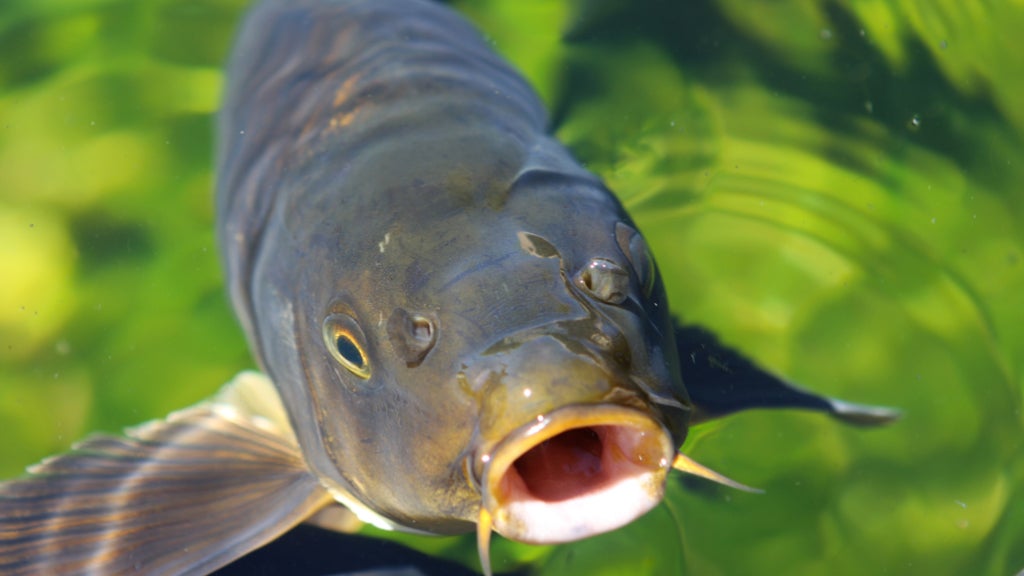 Great Lakes Fishery Commission applauds Trump's interest in Asian carp ...