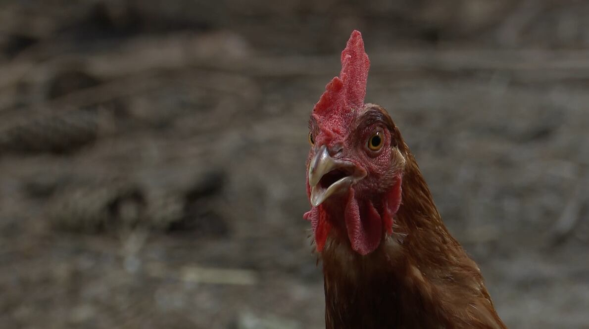 45 roosters and chickens rescued after cockfighting bust in Berclair ...