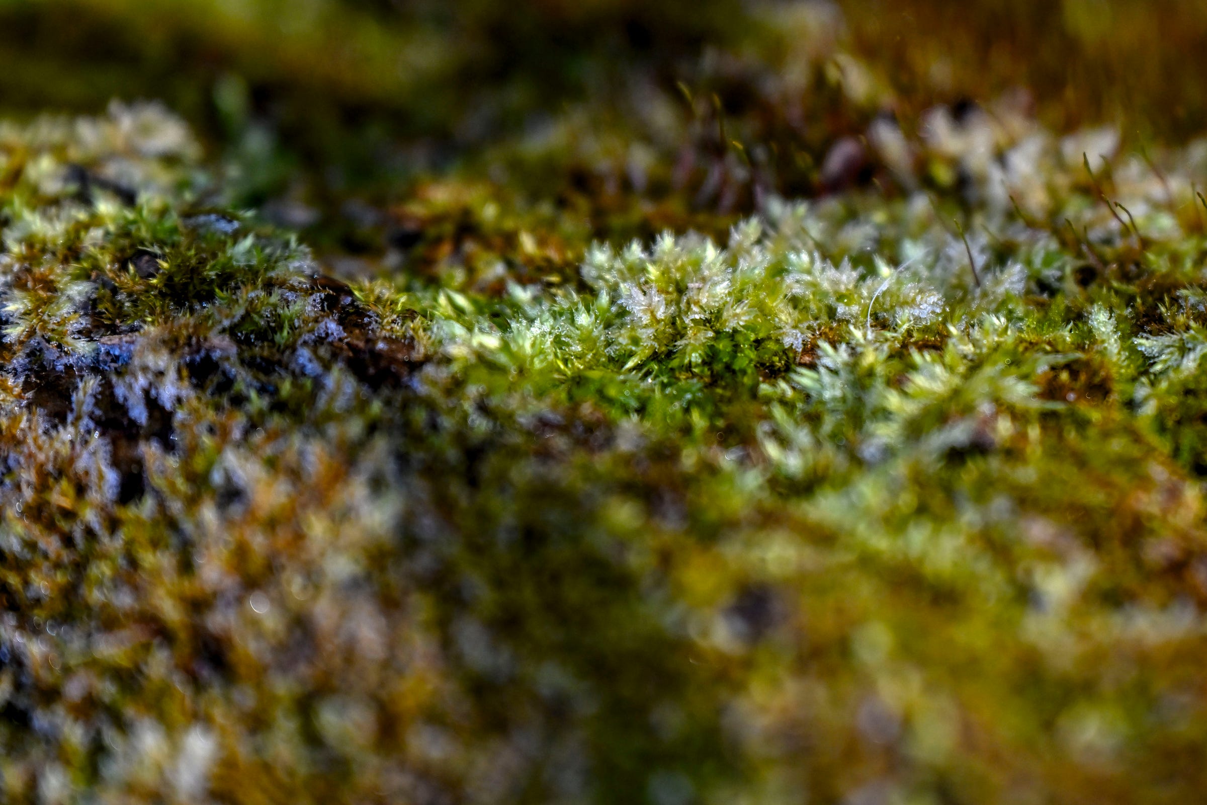 Parts of Michigan could see freezing temperatures. When, where freeze ...