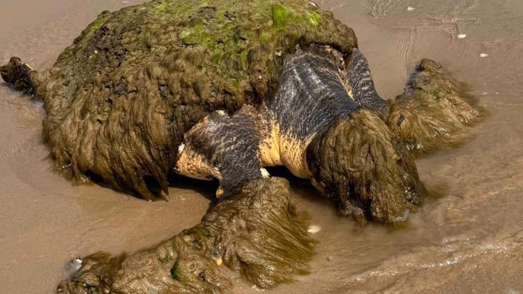 Public call helps save mysterious marine visitor on Texas beach