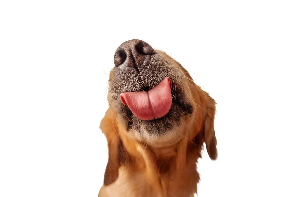 Golden Retriever Puppy’s ‘Spray Cheese Surprise’ Sparks Eye-Popping Glee