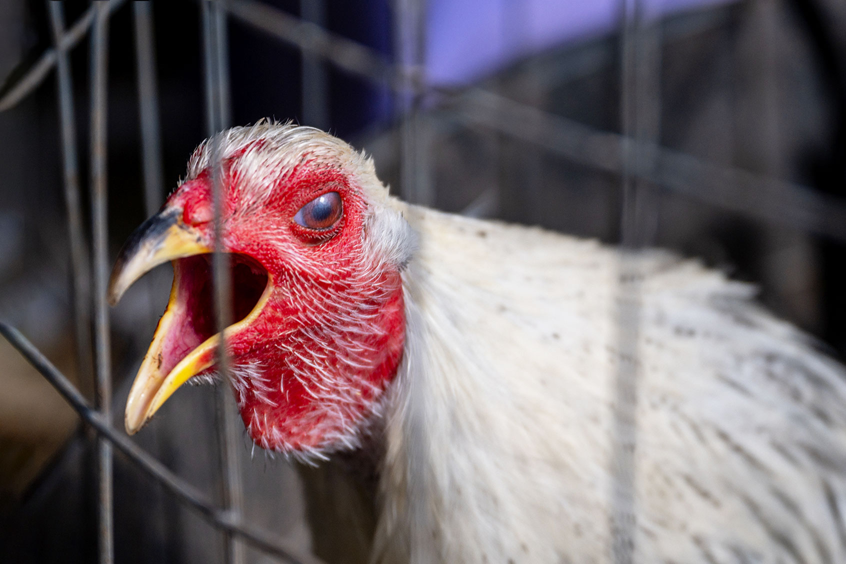 Thanks to factory farming, bird flu is a ticking time bomb