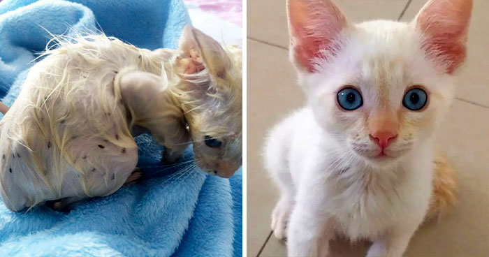 43 People Share How Their Beloved Cats Have Changed Since Being Adopted ...