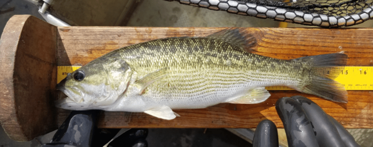 Invasive bass species spreads from western North Carolina to Piedmont Triad