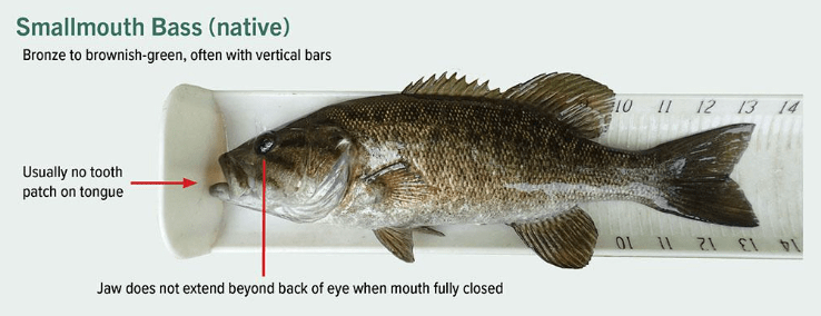 Invasive bass species spreads from western North Carolina to Piedmont Triad