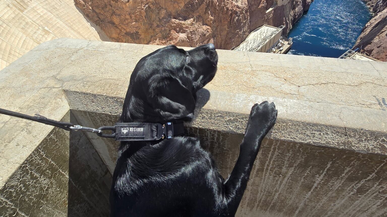 Canton Fire Department’s K-9 Avril earns ATF Accelerant Detection ...