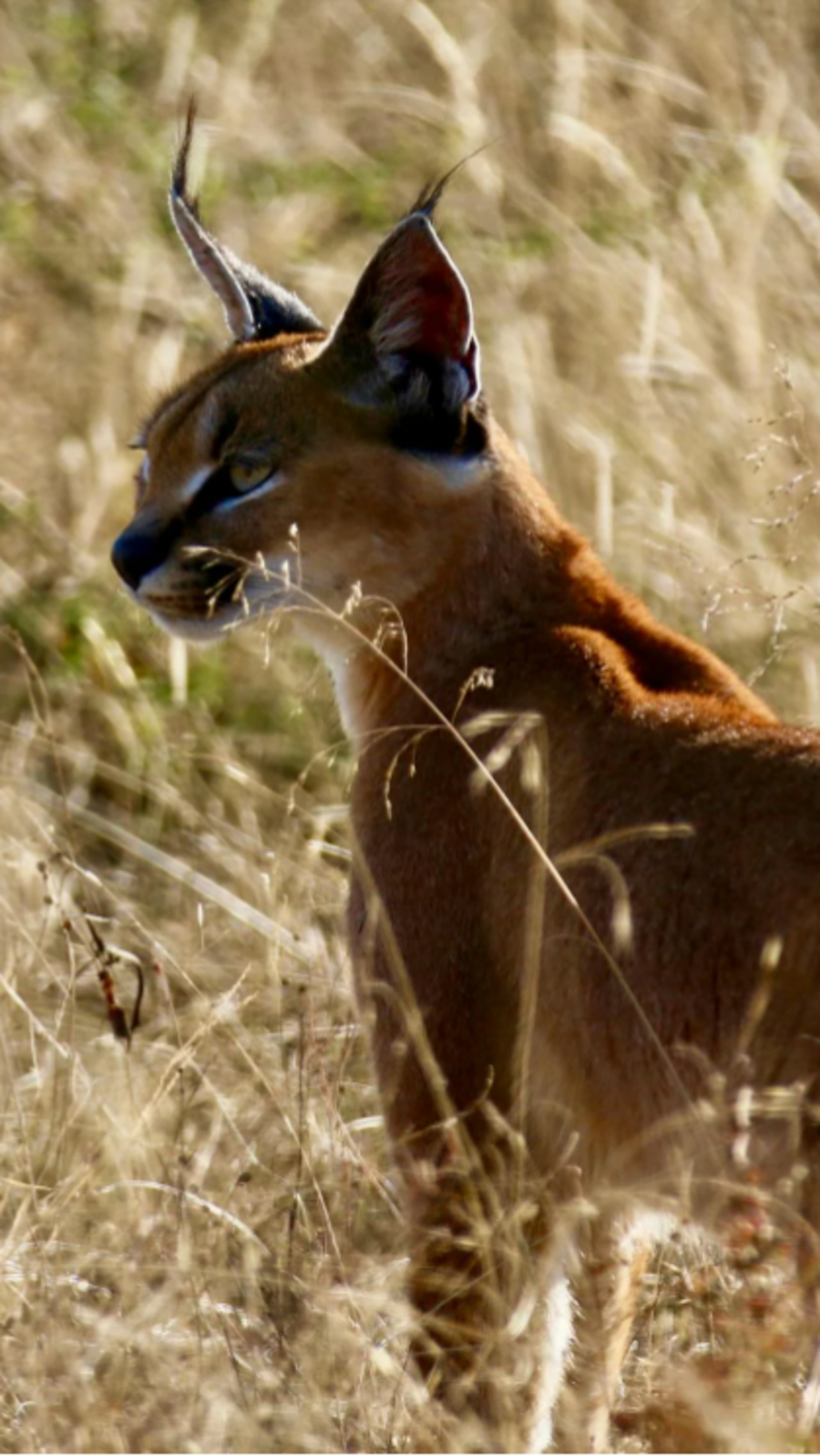 8 facts about the Caracal: India’s rarest wild cat