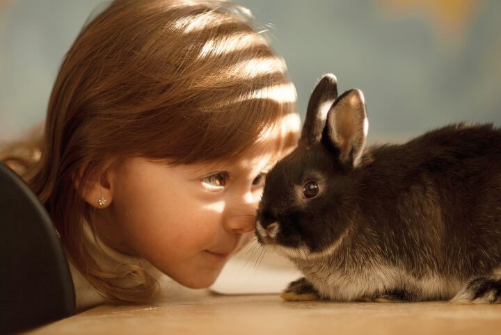 Do Rabbits Make Good Pets for Children?