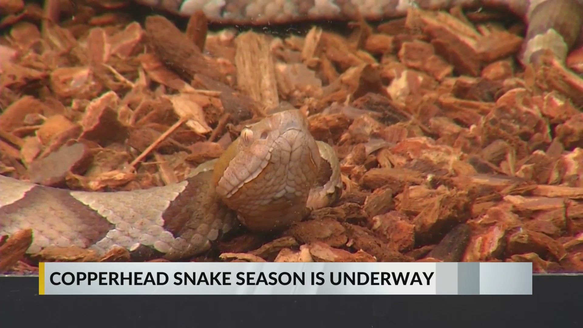 Rising temperatures bring out copperhead snakes in Eastern NC