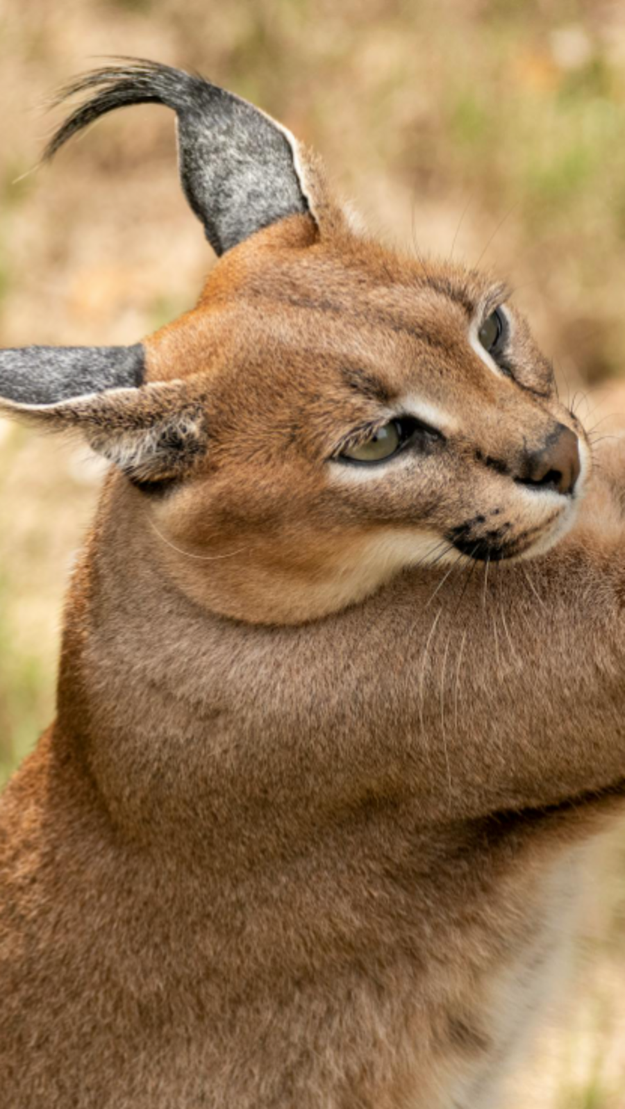 8 facts about the Caracal: India’s rarest wild cat