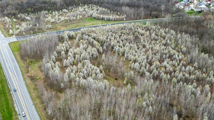 'They are invasive' | Indiana property owners encouraged to chop down ...