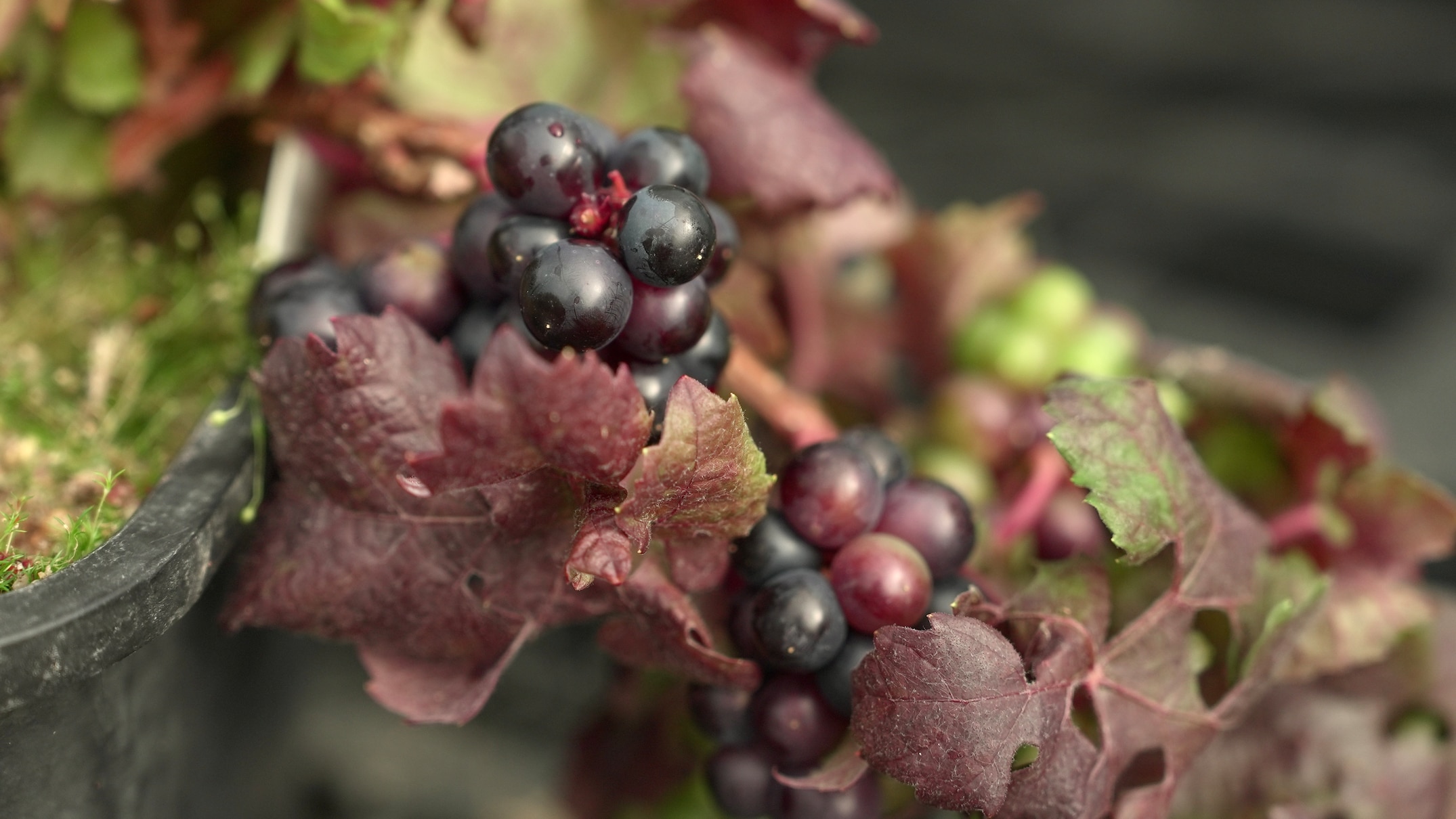 CSIRO, winemakers pair to breed mildew, climate-resistant grapevines