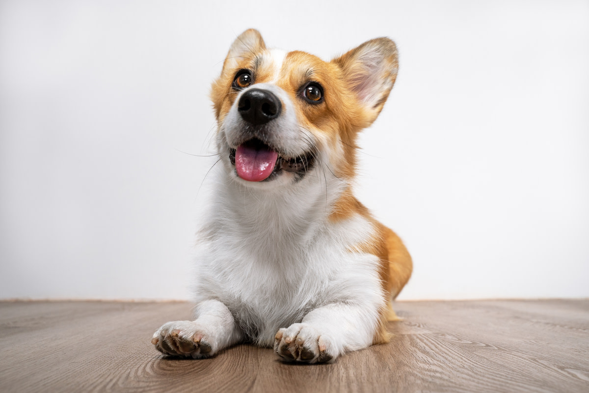 'Distinguished' Corgi Sits Like a Gentleman and His Perfect Toe Beans Have Us Obsessed