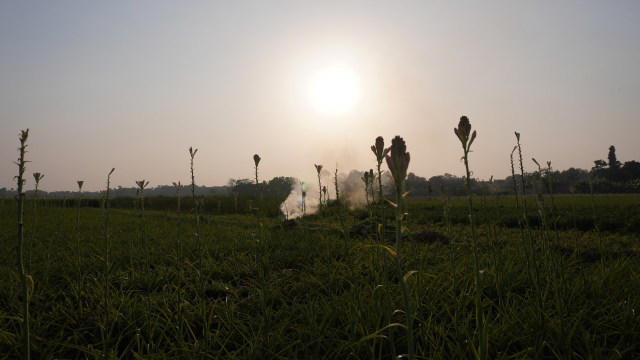 Farmers devastated as crops are suddenly wiped out: 'Two-and-a-half ...