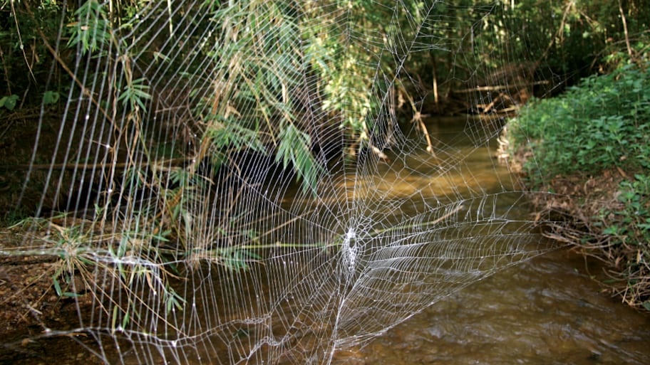 Meet the Darwin’s Bark Spider, Weaver of the World’s Largest Webs