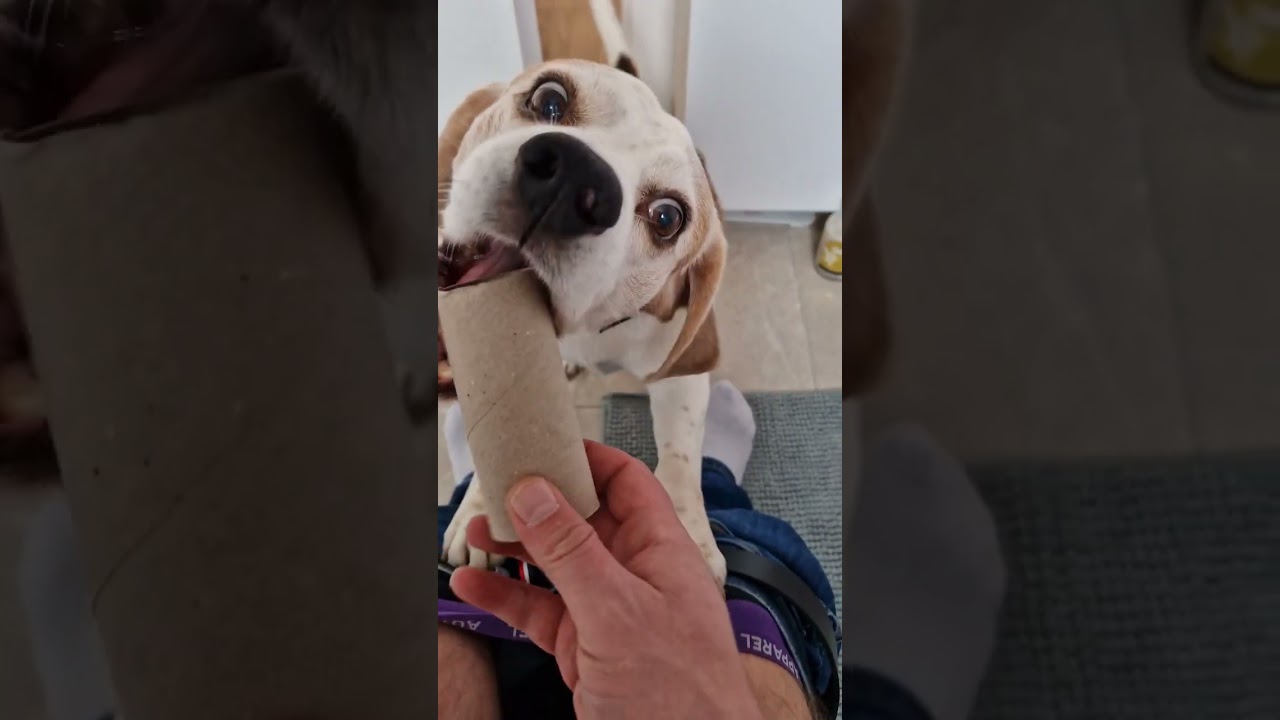 Charlie the Beagle to the Rescue! Watch His Heroic Moment