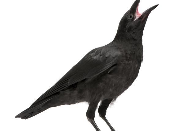 Científicos descubren que los cuervos tienen una habilidad que se creía ...