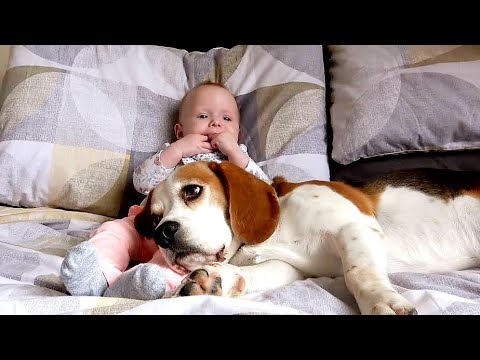 Dogs and baby cozy as they fall asleep together