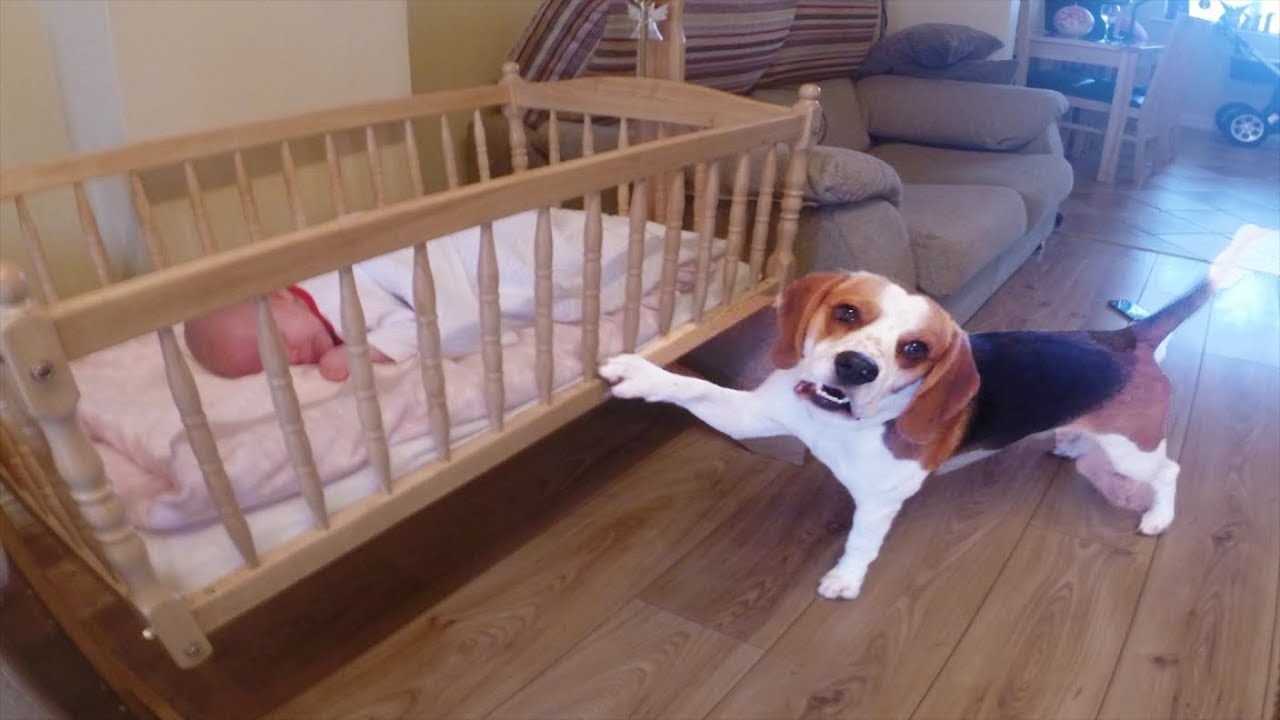 Cutest nanny dog beagle gently helps rock the baby