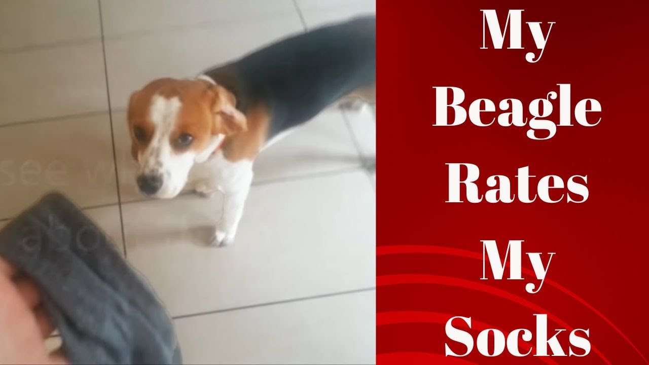 Beagle plays dead after smelling stinky socks