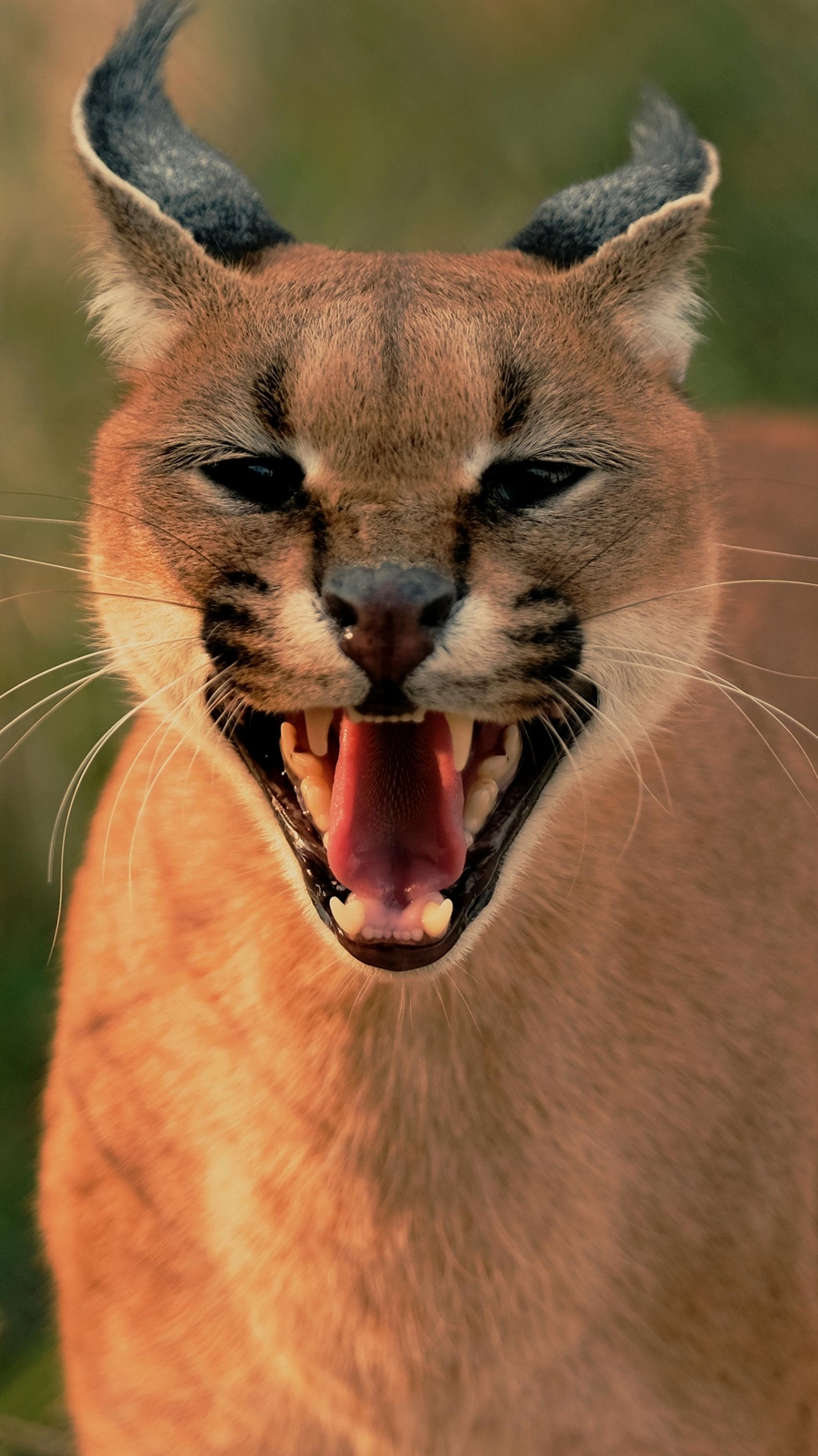 8 facts about the Caracal: India’s rarest wild cat