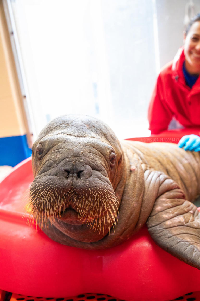 Orphaned baby walrus rescued in Alaska needed cuddles to survive — now ...