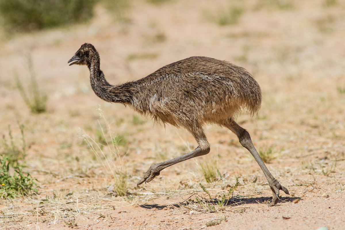 Rare Video of 'Escape Artist' Emu Running Down Michigan Highway Is Wild