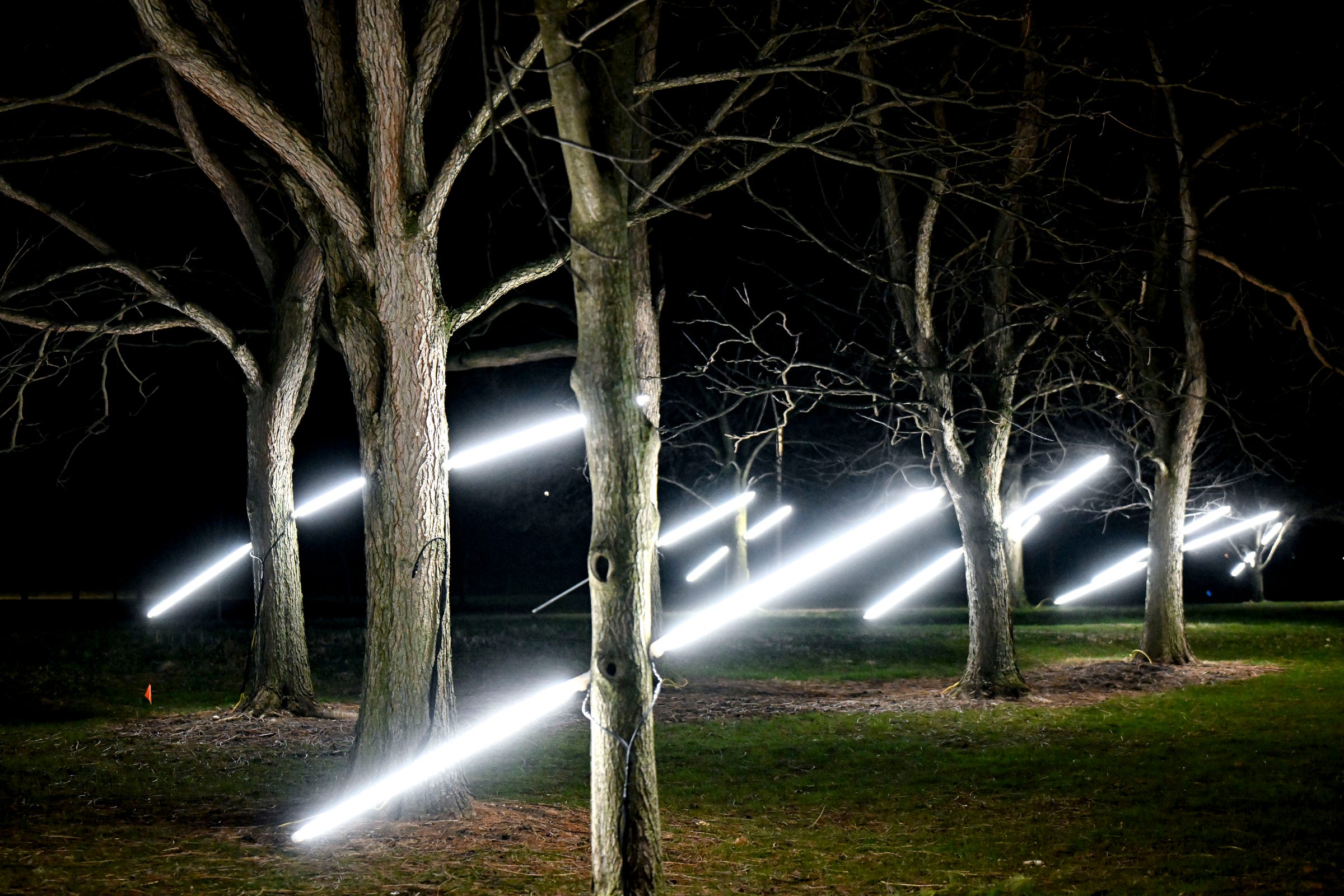 What are those light beams piercing through 40-plus trees on campus ...