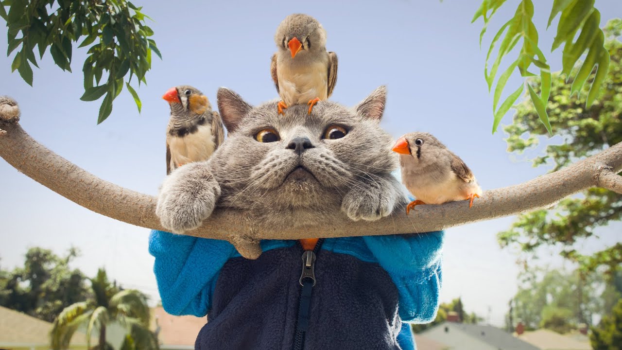 Will Prince Michael befriend the meanest birds around?