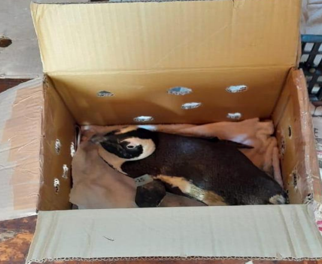 Penguin in cardboard box led to South Africa helicopter crash, report says