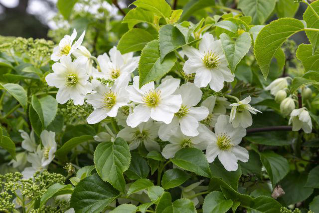 8 Long-Lasting Flowers to Add to Your Window Boxes This Spring