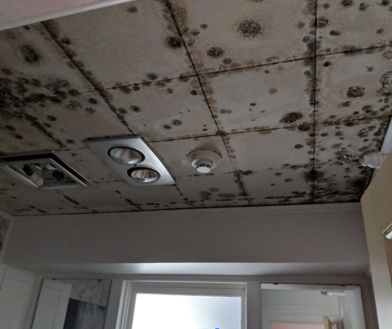 How to Get Rid of Mold on the Ceiling