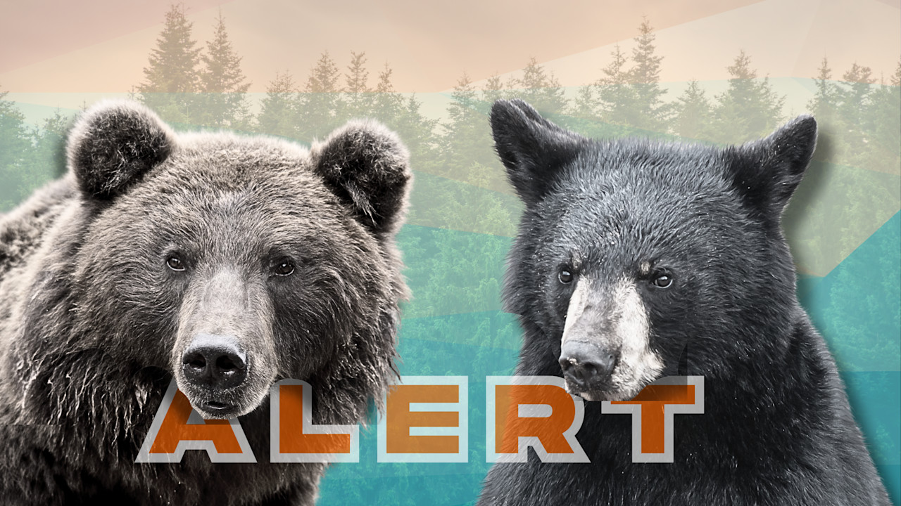 Bear advisory issued across Alberta