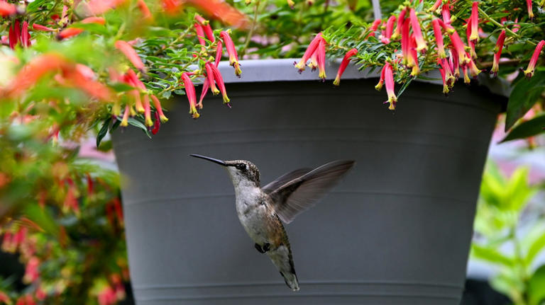 The Container Garden Combination That Hummingbirds Can't Resist